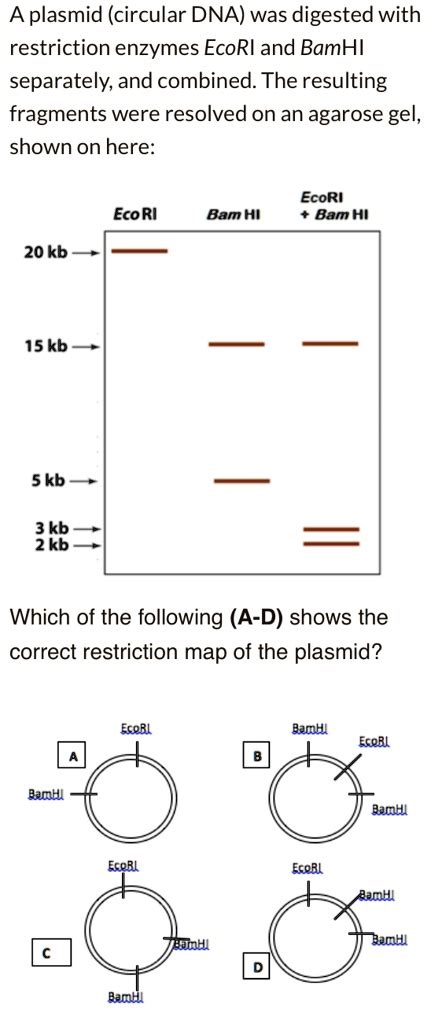 [get Answer] A Plasmid Circular Dna Was Digested With Restriction