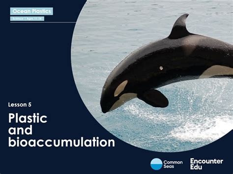 How Does Plastic Pollution Affect Sea Animals Ks3 Biology Teaching