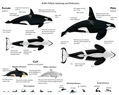 Exhilarating Killer Whale Encounter On Whale Watch Trip From Sf