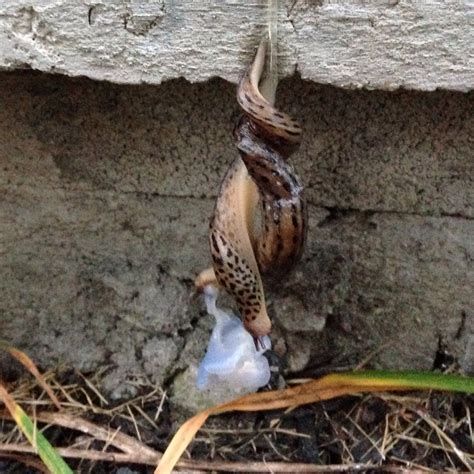 I Came Across Two Leopard Slugs Mating Album On Imgur