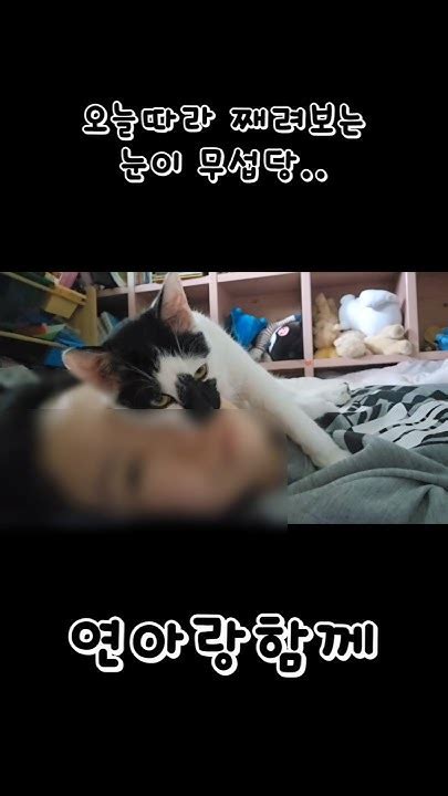 매일 아침을 연아와 함께 고양이 냥춘기 Shorts 고양이일상 연아랑함께 Cat Cute 길냥이구조 사랑스러운 Youtube