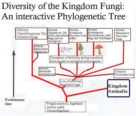 Fungi Phylogenic Tree Fungi Kingdom Fungi Tree Fungi Phylogenic Tree Fungi Kingdom Fungi Tree