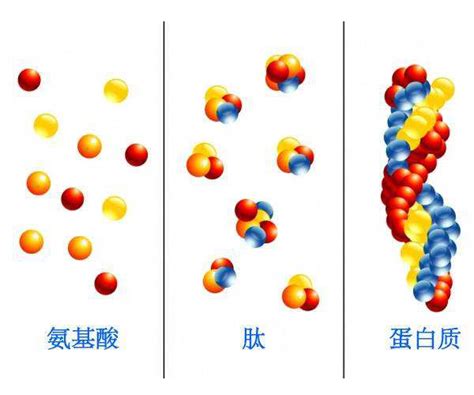 大米蛋白肽 江西恒顶食品有限公司 恒顶食品 大米糖浆 植脂末 酶解谷物粉
