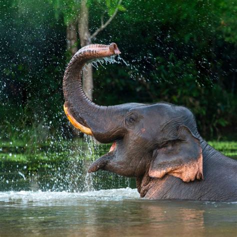 Positive Emotions In Animals Positive Animal Welfare
