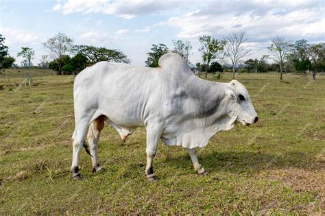 Boi Nelore No Pasto Da Fazenda Foto Premium