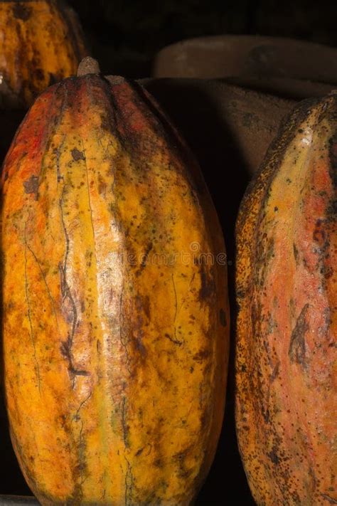 Cacoa Bean Stock Image Image Of Seed Farm Plantation 94068595