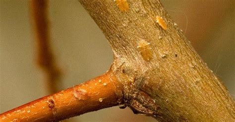 Tree Killing Insects Thriving In Warmer Cities