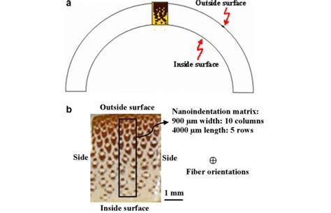 Schematics Of A The Samples Prepared From Bamboo And B Download Scientific Diagram