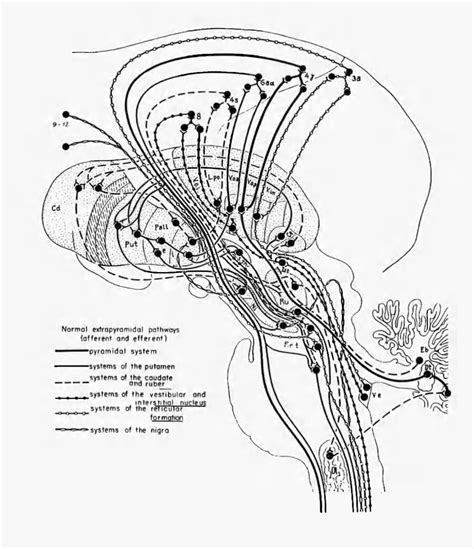 Table 1 From Extrapyramidal System Motor Ganglia And Movement