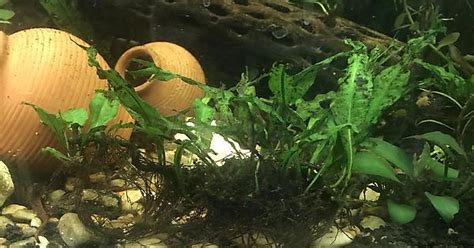 Java Fern Windelov Album On Imgur