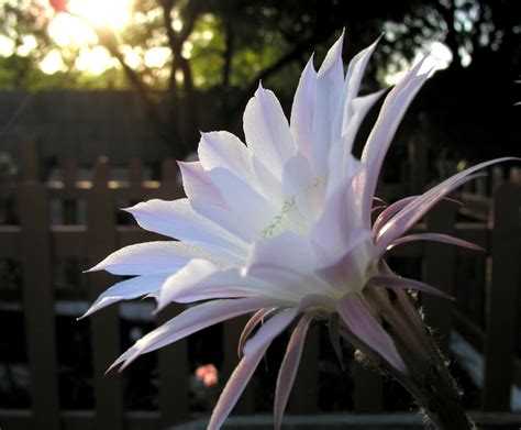 무료 이미지 바퀴 사막 꽃잎 식물학 플로라 매크로 사진 꽃 피는 식물 주피 육상 식물 고슴도치 선인장 달빛 선인장 생선 선인장 큰 선인장