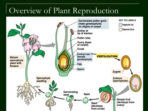 Plants Explaining Reproduction Classnotes Ng
