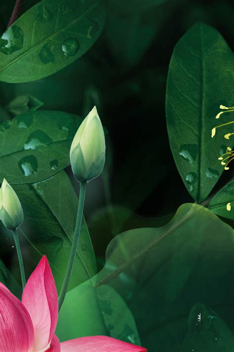 大暑节气夏天荷花文艺模板 包图网