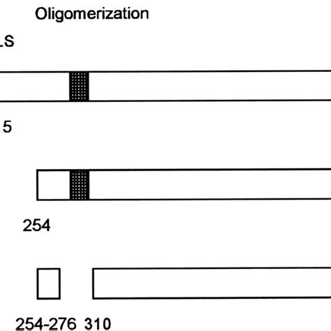 Schematic Representation And Expression Of The Wt And Mutant Forms Of Download Scientific