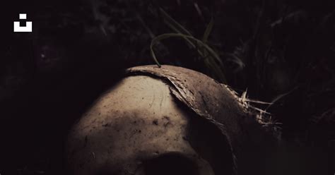 어둠 속에서 땅에 누워있는 두개골 사진 Unsplash의 무료 스완 지 이미지