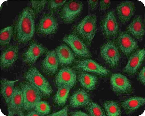 什么是细胞骨架 文稿网