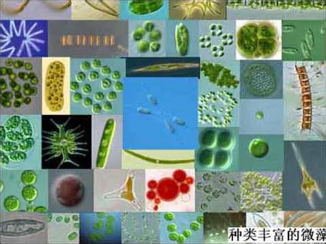 海洋微藻产油潜力大 可望发展为重要新能源 海洋财富网