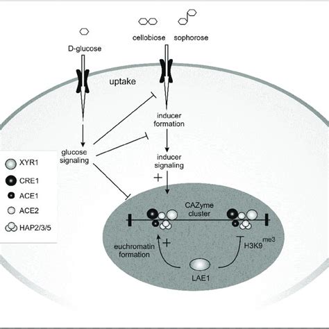 Regulation Of Cellulase Gene Expression In T Reesei Regulation Of