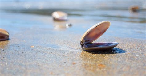 3 Best Clams In The World Tasteatlas