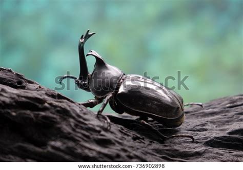 Kabuto Insect 119 Images Photos Et Images Vectorielles De Stock Shutterstock