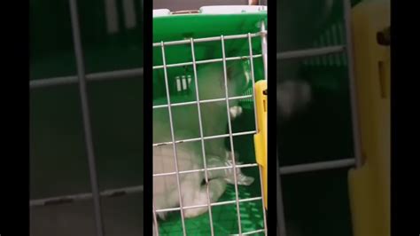 Cutie Cat Youtube