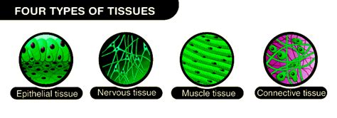 Transitional Epithelium Structure Function And Examples Testbook