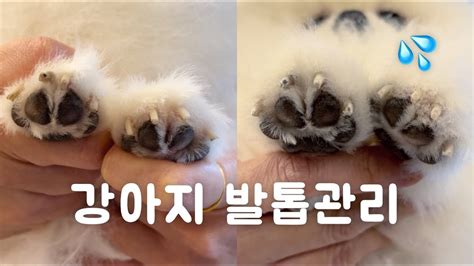🐾강아지 발톱 자르기 이렇게 하세요미용쌤 영상💈 Youtube