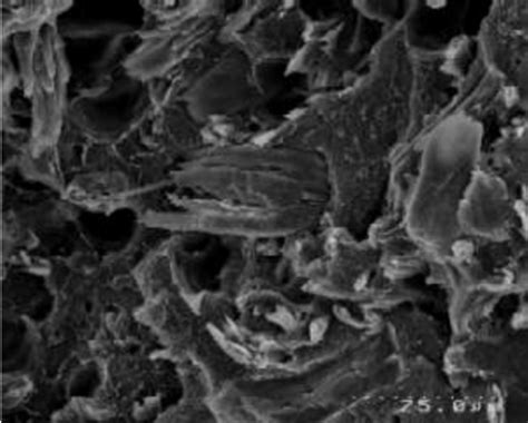 Wood Fibre Agglomeration Micrograph Download Scientific Diagram