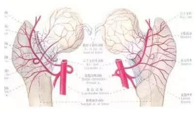 简谈股骨头的血液供应特殊性 股骨头坏死 治疗项目 淄博莲池骨科医院人工关节置换 腰椎微创 关节疼痛 腰椎 髋关节置换 股骨头坏死 半月板损伤