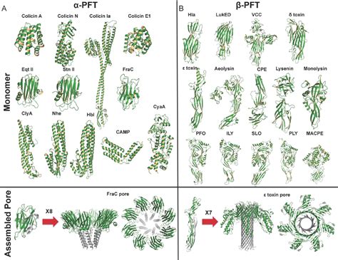 Figure 1 From Structural Basis Of The Pore Forming Toxin Membrane