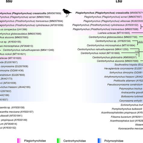 Phylogenetic Trees Inferred With Maximum Likelihood And Consensus Download Scientific Diagram