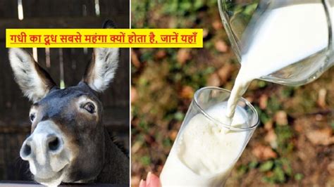 गधी का दूध सबसे महंगा क्यों होता है जानें यहाँ General Knowledge