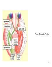 Understanding Visual Perception Retina To Cortex Mapping Course Hero