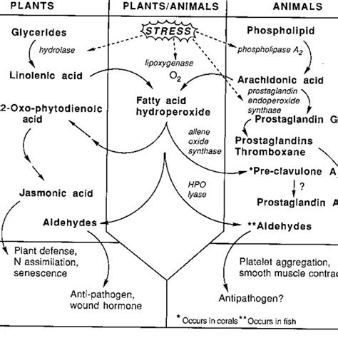 Pdf Biological Roles And Biochemistry Of The Lipoxygenase Pathway