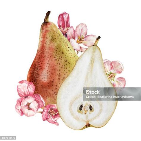 꽃 구성으로 배 과일의 수채화 식물 그림입니다 손으로 그린 클립 아트는 흰색 배경에 고립되어 있습니다 달콤하고 건강한 음식의 그림입니다 인쇄 디자인을 위한 분홍색 개화