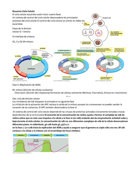 Resumen Ciclo Celular Warning Tt Undefined Function 32 Warning Tt Undefined Function 32