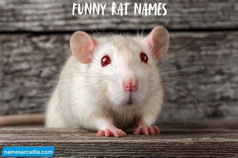 400 Funny Rat Names That Will Make You Smile Names Arcadia