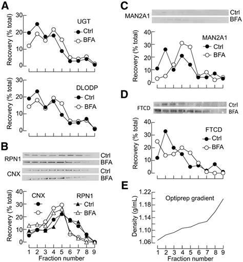 Density Gradient Fractionation Of Control Ctrl And Bfatreated Hepg2 Download Scientific