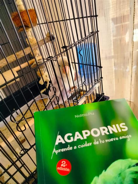 Agapornis Aprende A Cuidar De Tu Nuevo Amigo Sin Coleccion Niditto