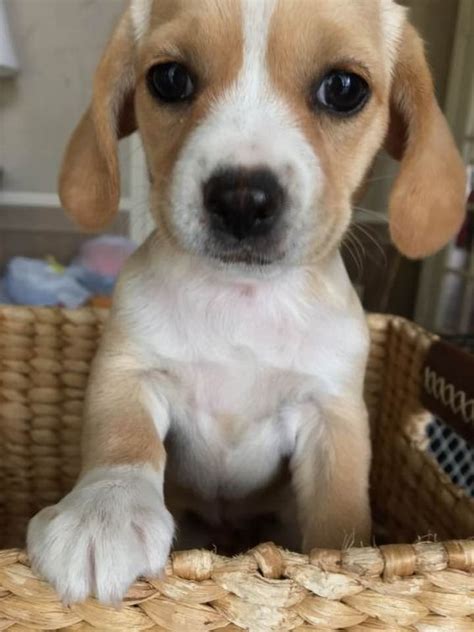 25 Beagles Mixed With Cocker Spaniel The Paws