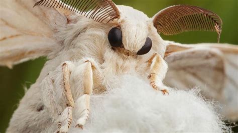 Poodle Moth Cute