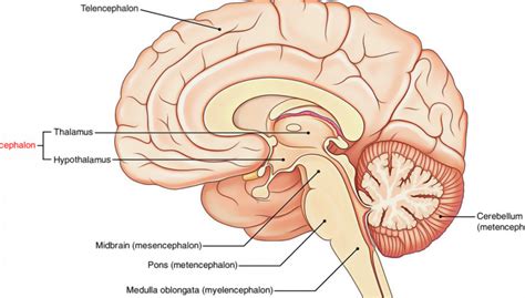 Diencephalon Parts Structure And Functions Wellnessbeam