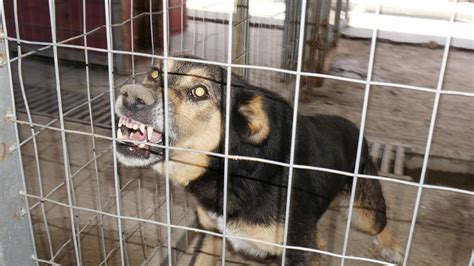 Акция по залавянето на бездомни кучета в Силистра Новини бг
