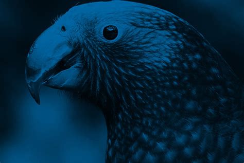 Biosecurity Services Strengthen At Boffa Miskell Boffa Miskell