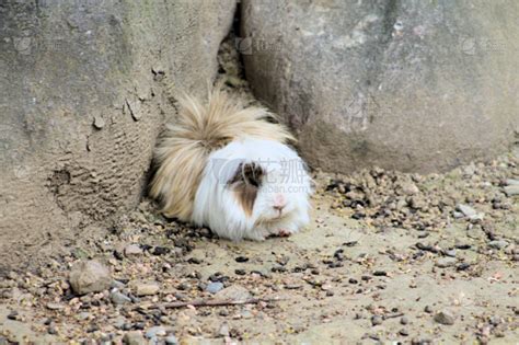 豚鼠仓鼠水平画幅小的可爱的几内亚腮须猪哺乳纲友谊