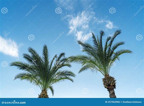 Backlit Fresh Palm Trees On Blue Sky Background Natural Tropical