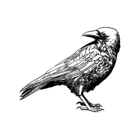 Premium Vector Crow Line Drawing