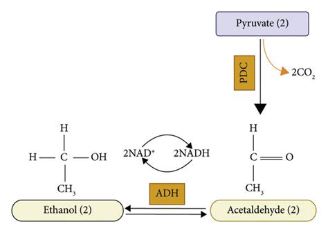 Metabolic Pathway Of Ethanol Metabolism Pdc Pyruvate Decarboxylase Download Scientific