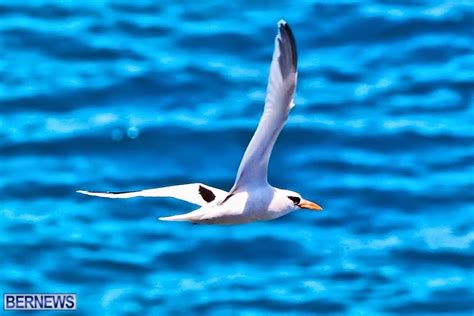 bsoa to feature birds of bermuda exhibit bernews