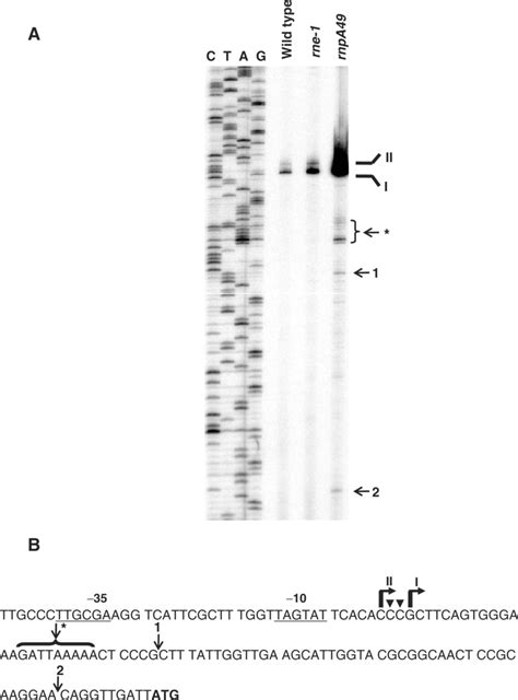 Primer Extension Analysis Of The Promoter Region Of Secg Leuu Download Scientific Diagram
